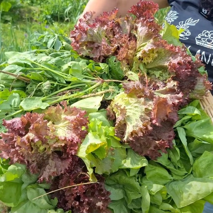 KAKO DA URADITE DOBAR PLAN GREDICE - Trag Biljke