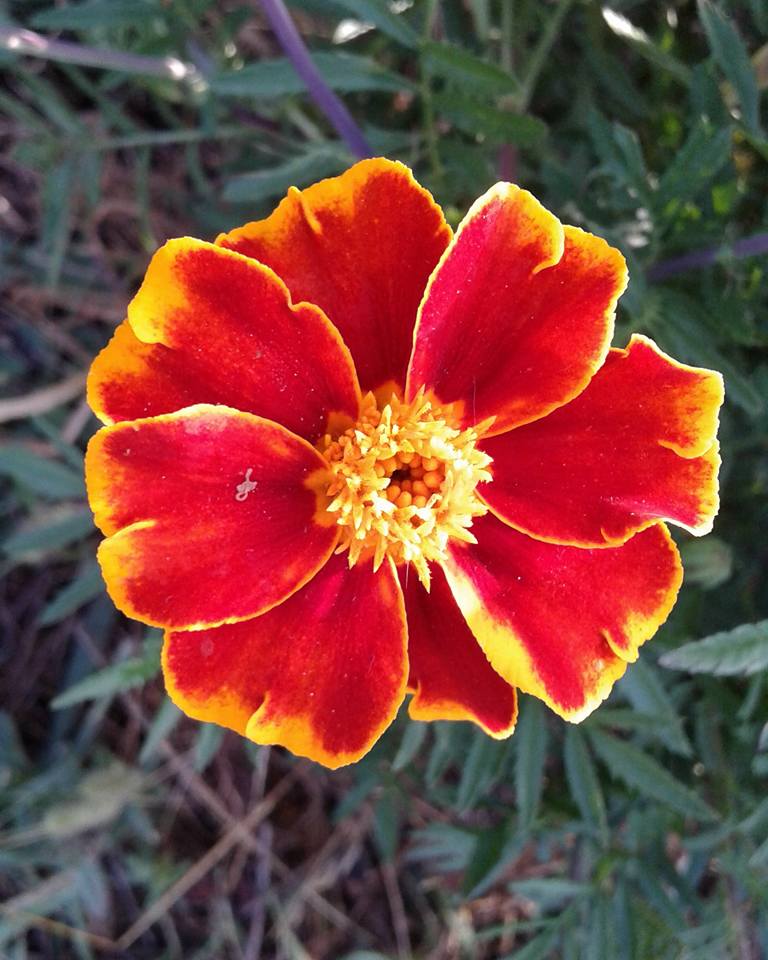 UPOTREBA KADIFICE U BAŠTI - Trag Biljke