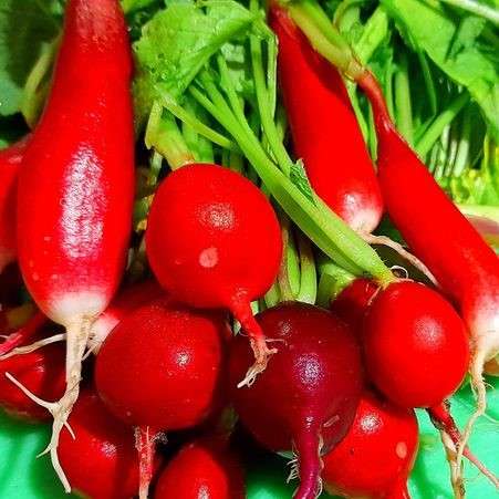 ROTKVICE - KRALJICE BRZOG UZGOJA - tragbiljke.com