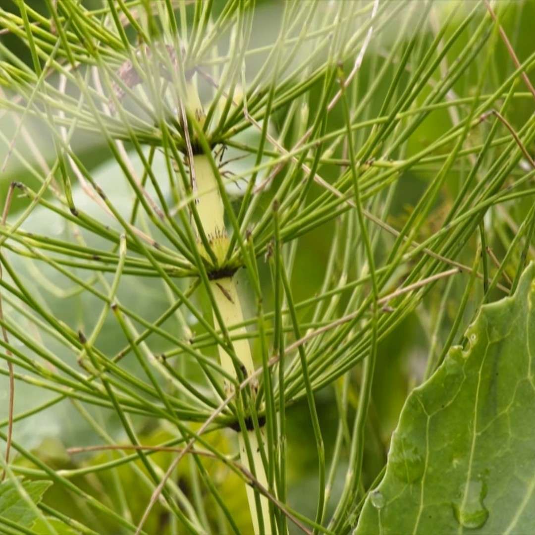 Plamenjača, Rđa, Monilija, Pepelnica? - UZMITE OVU BILJKU - Trag Biljke